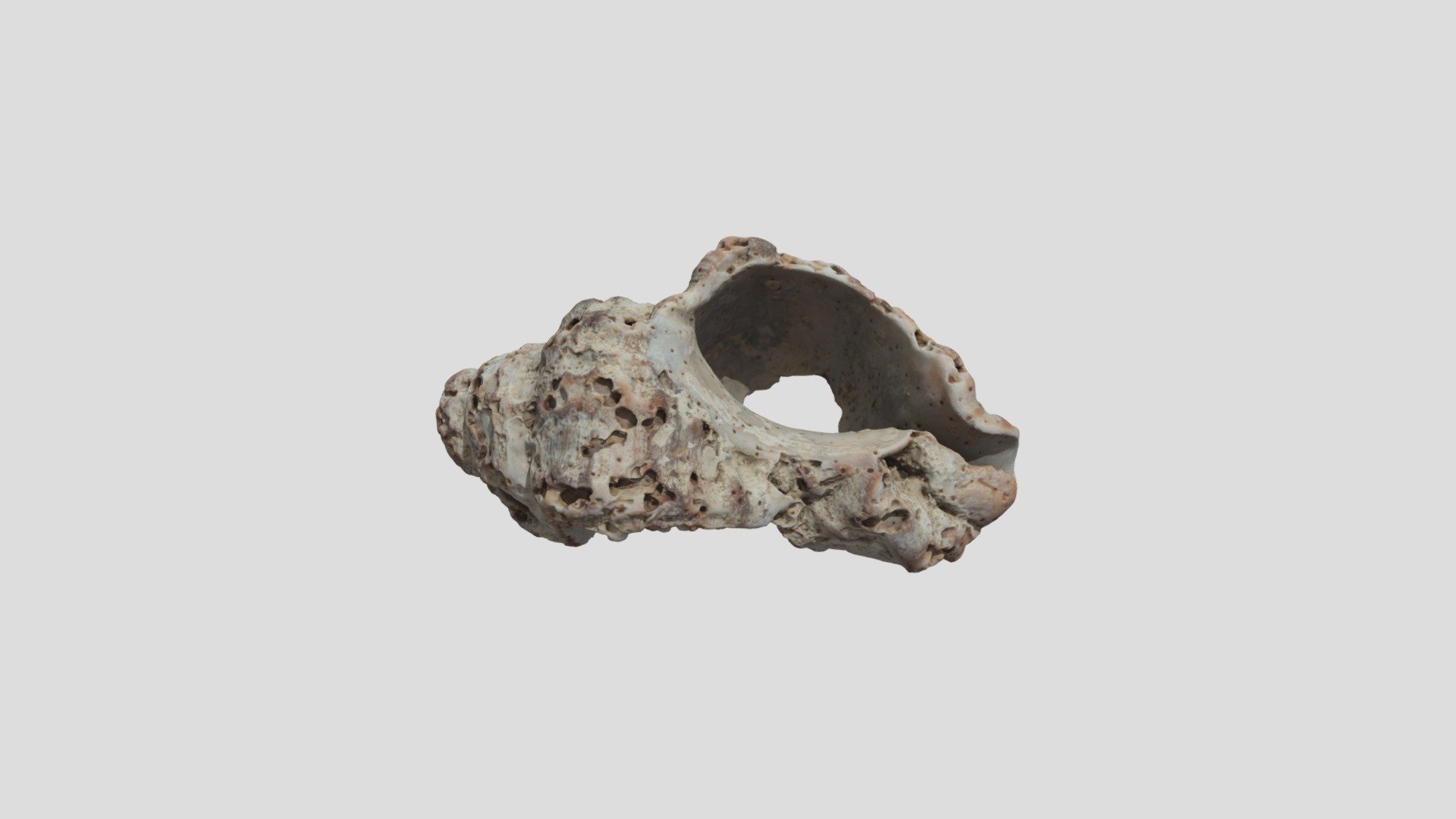Shell image - Download Free 3D model by cadcrowd [ac41cc3] - Sketchfab