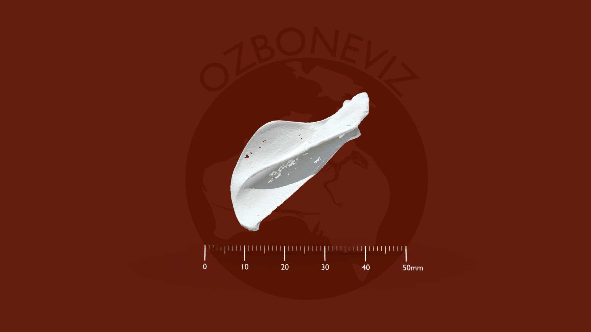 Rock-haunting ringtail possum scapula - 3D model by Ozboneviz [ac4349b ...