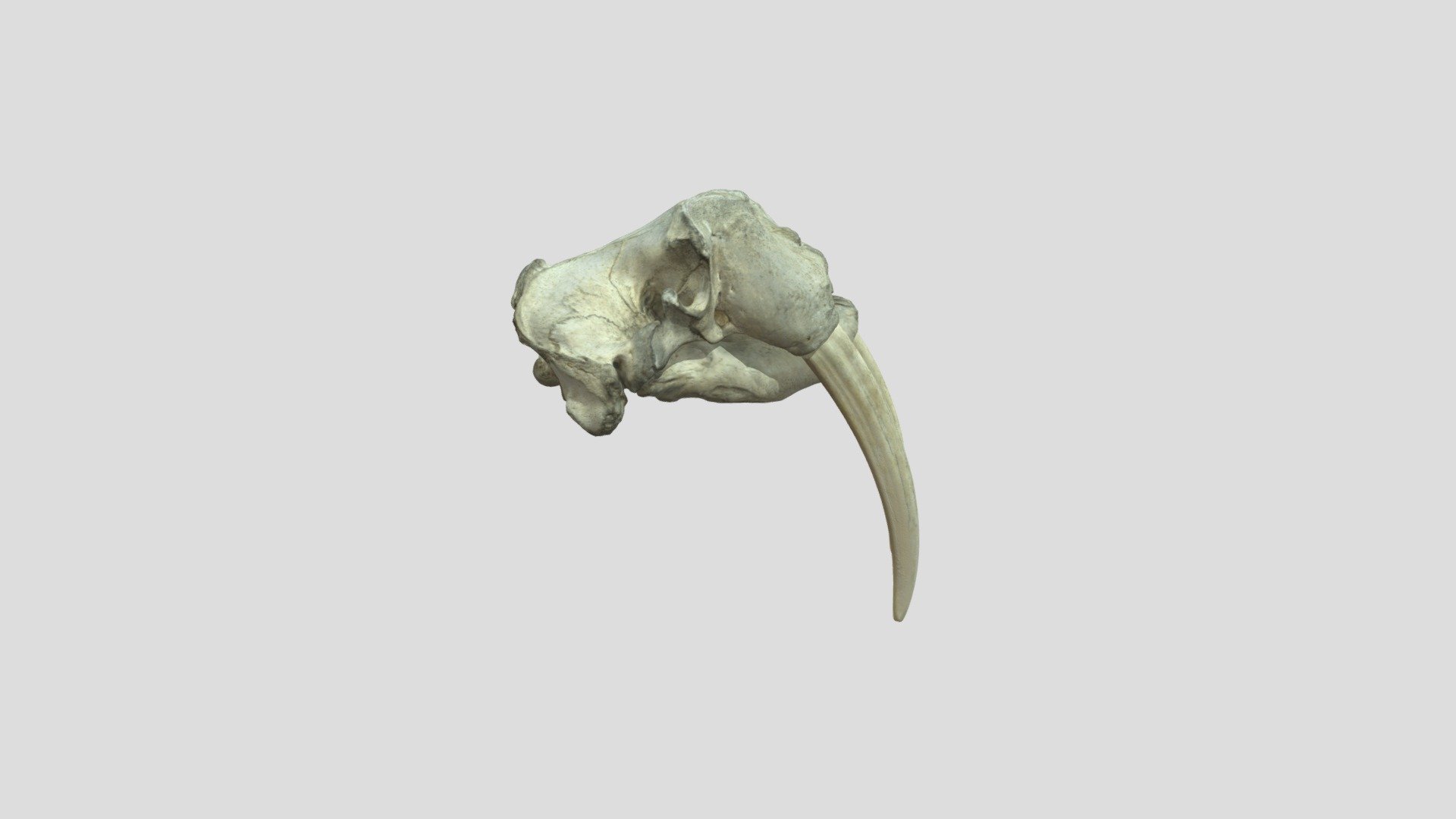 walrus_skull - 3D model by lsleiss [ac46eb8] - Sketchfab