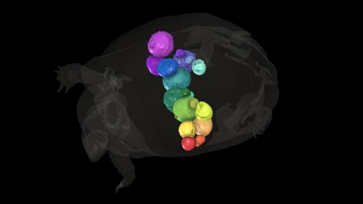 Box-turtle 3D models - Sketchfab