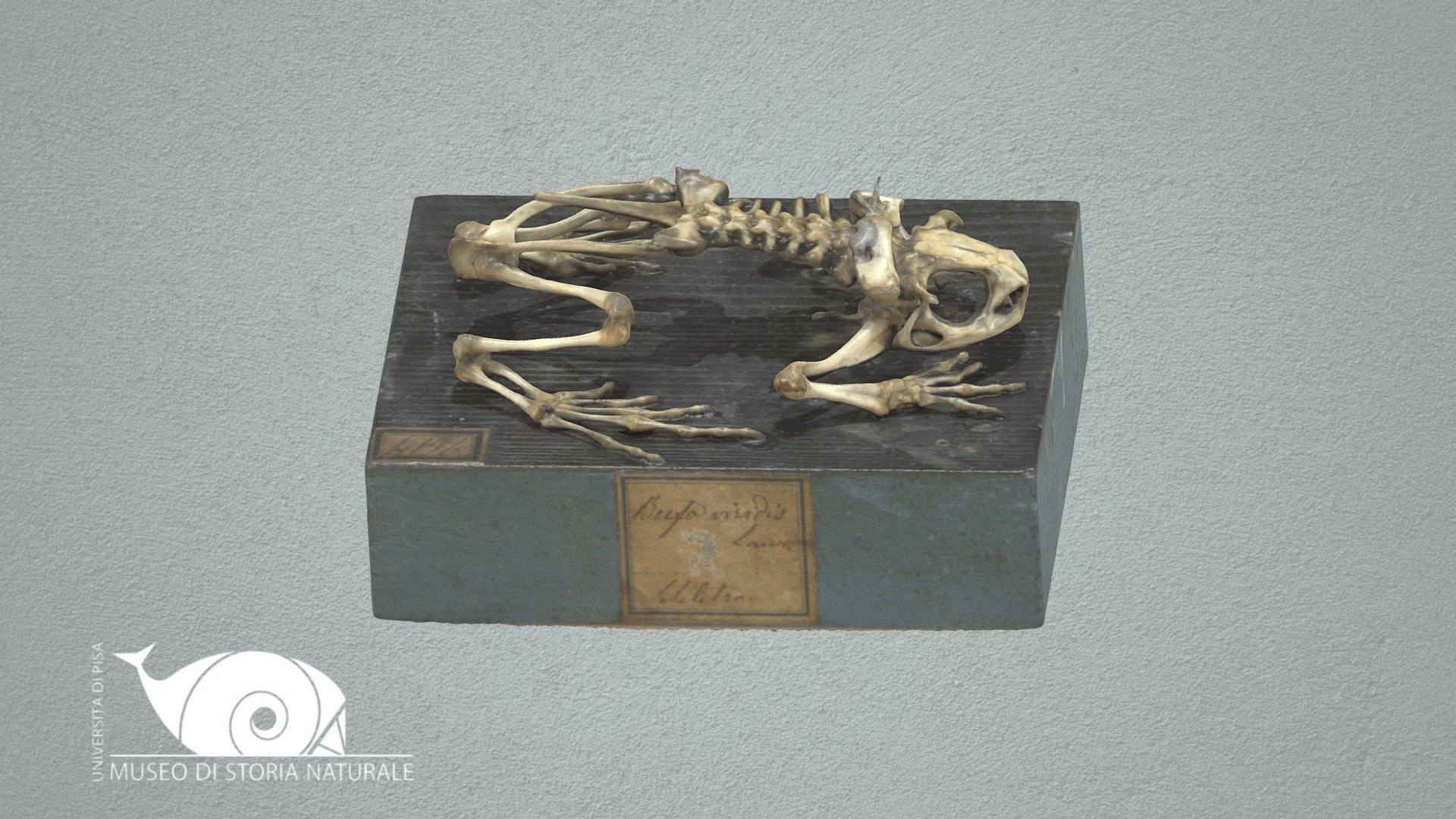 Balearic green toad - 3D model by Natural History Museum, University of ...