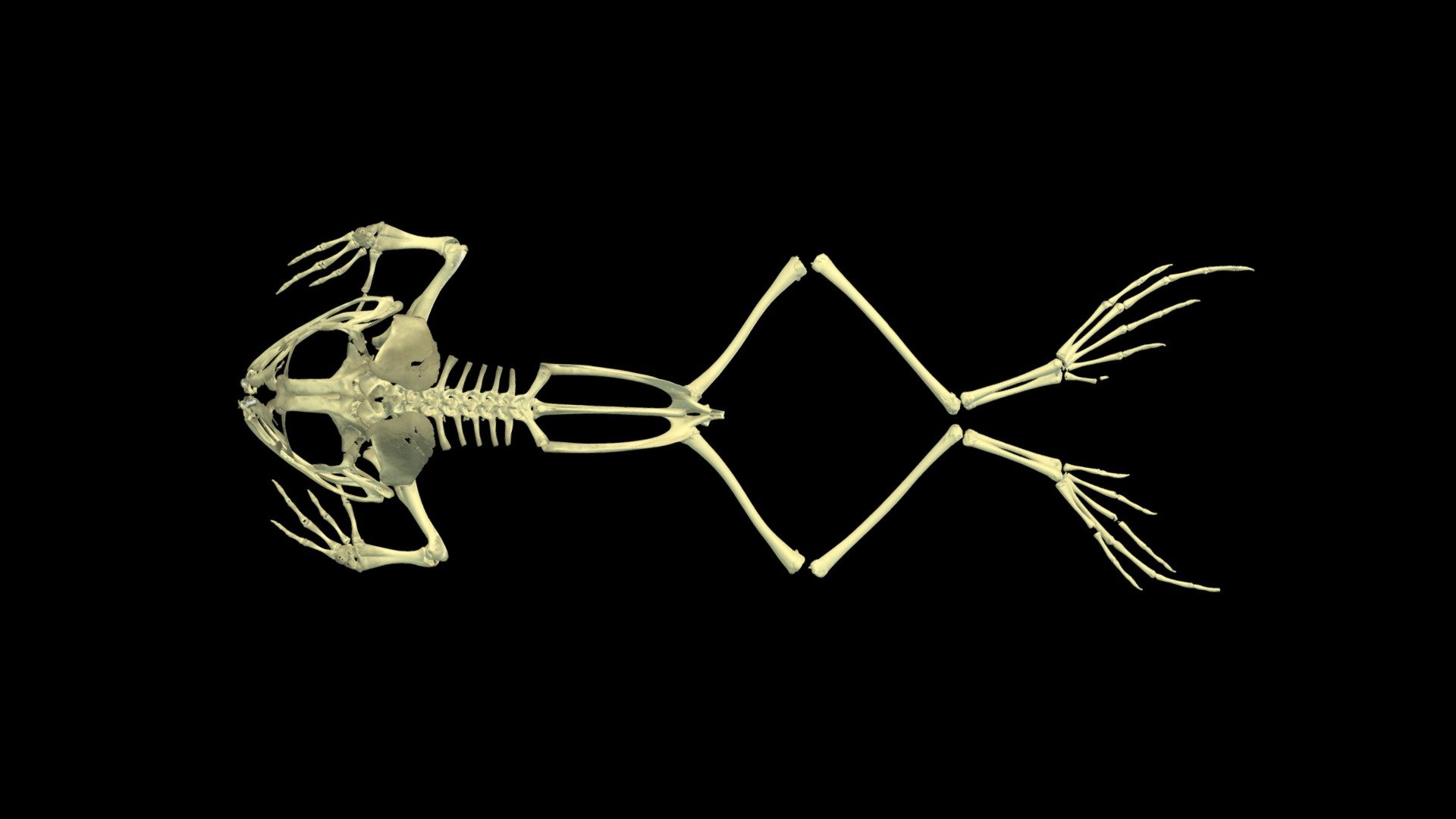 Gopher Frog Skeleton - Download Free 3D model by Blackburn Lab ...