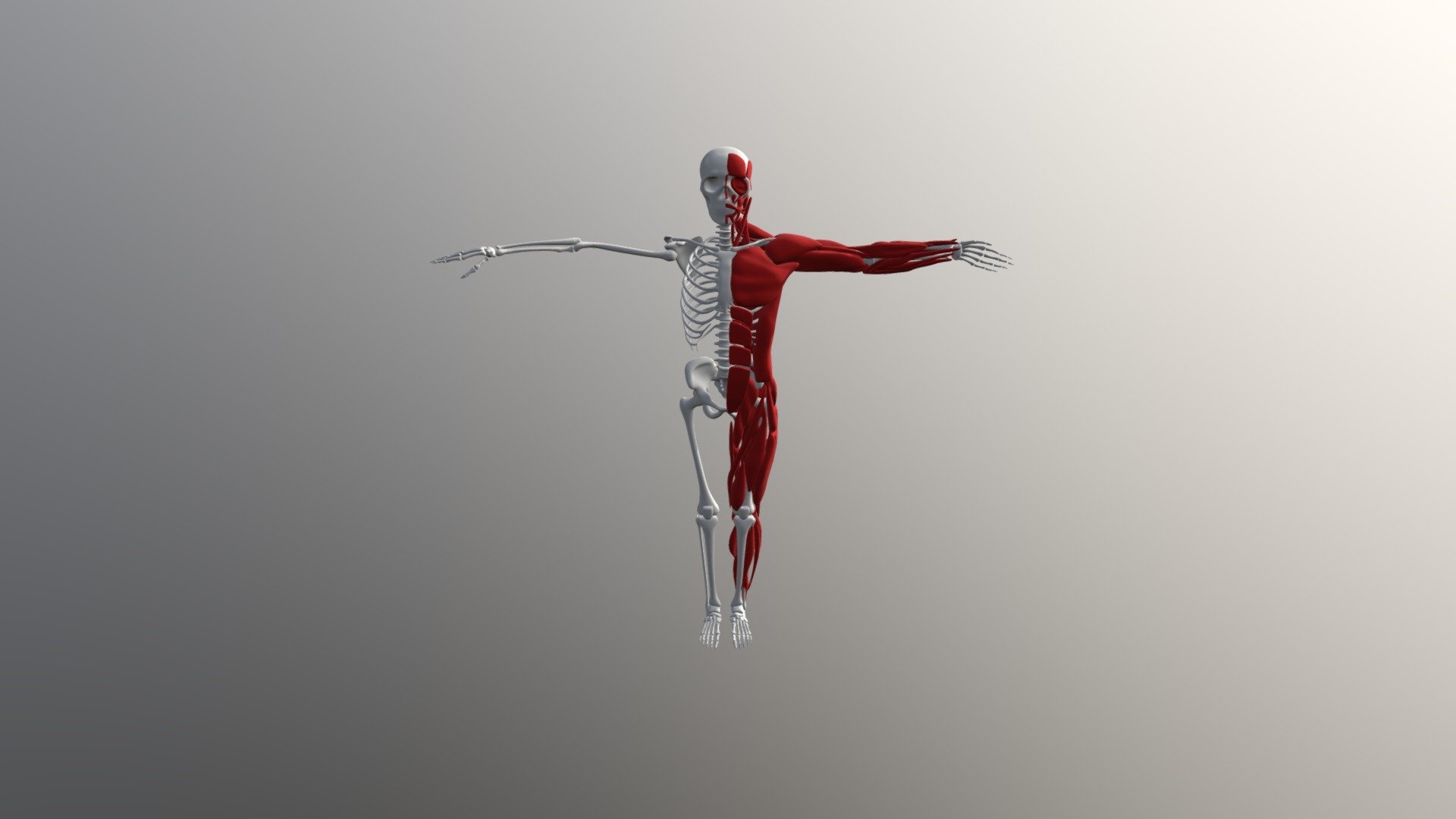 Anatomy Assignment Skeleton And Muscle - 3D model by Esther ...