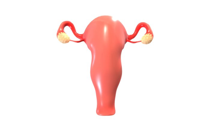 Ovary 3D models - Sketchfab