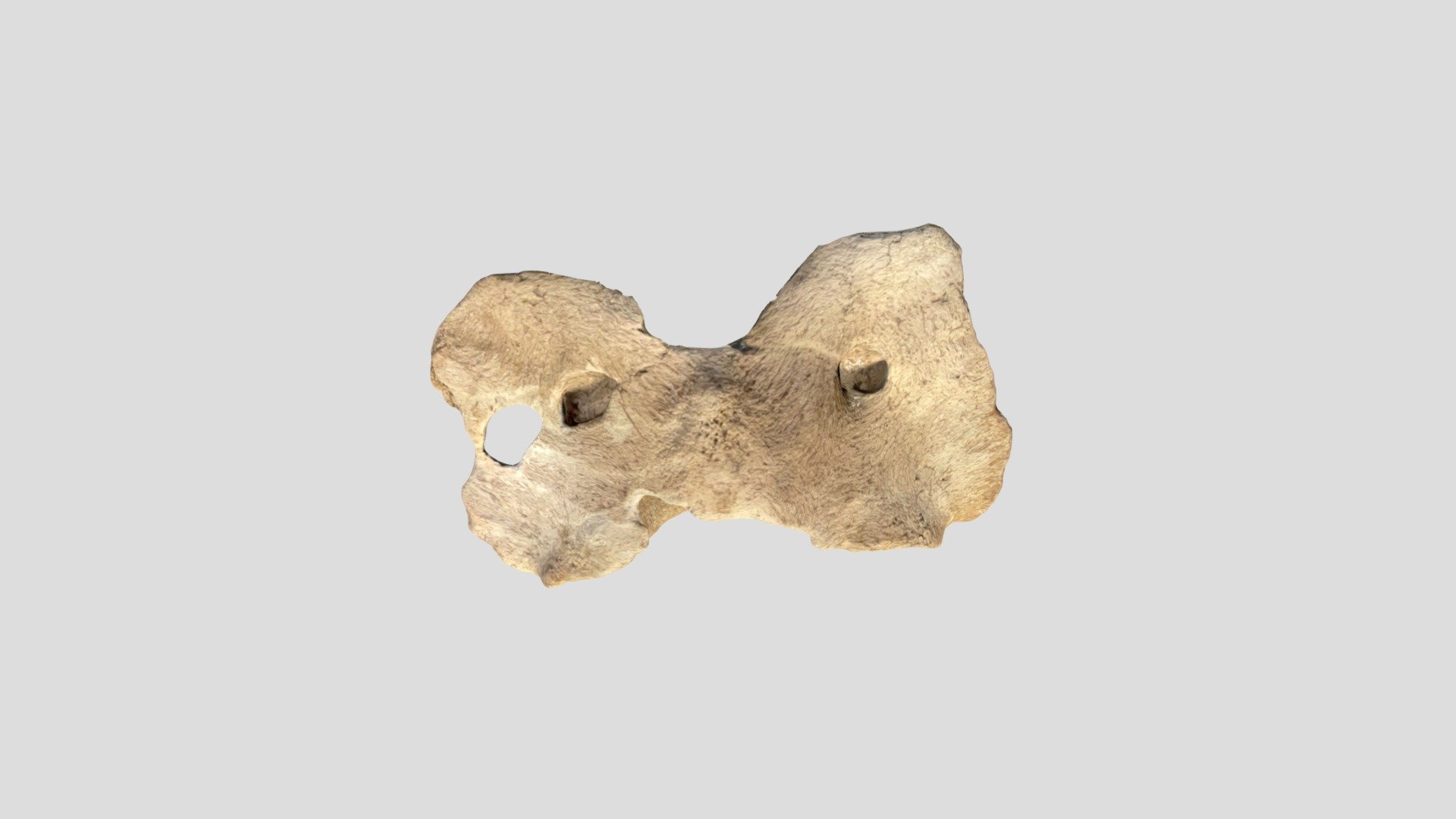 Atlas Bone, Mammal (Trnio) - Download Free 3D model by Digital ...
