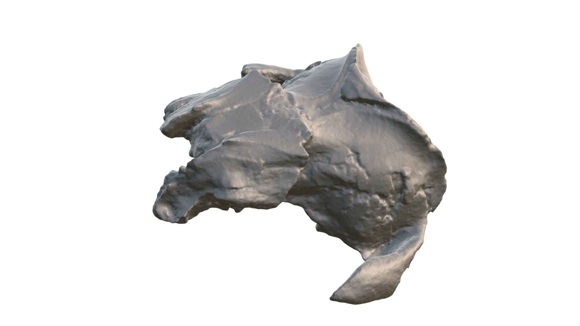 Albertocetus meffordorum skull CCNHM 303 - Download Free 3D model by C ...