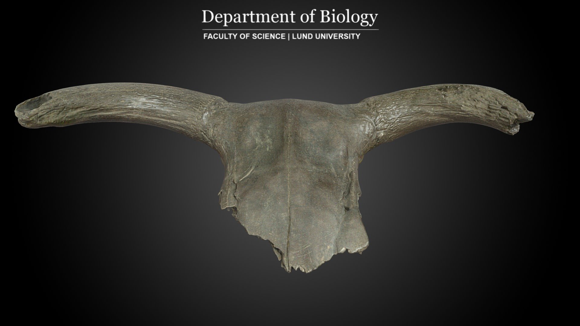 Cranium of Aurochs (Bos primigenius) - 3D model by 3D Lab - Department ...