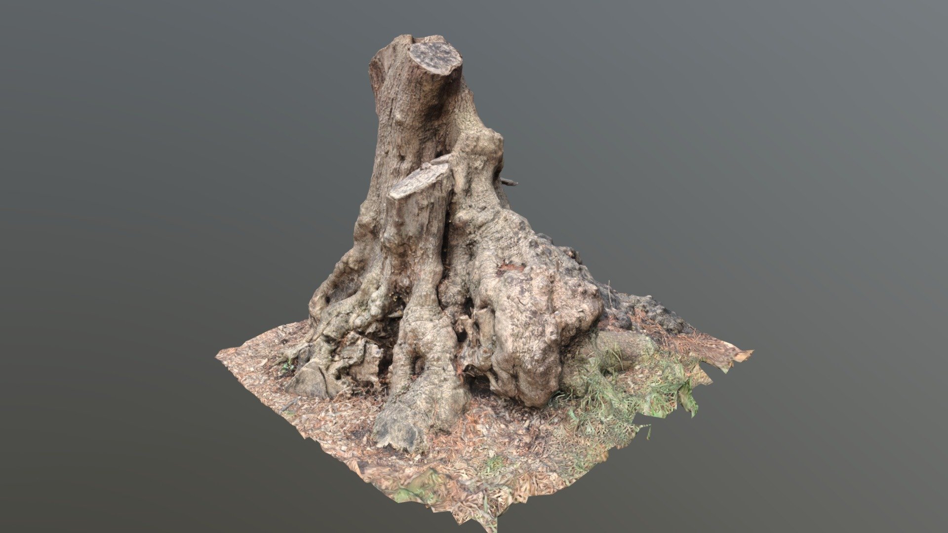 Bushland Forest Tree Stump Photoscan - Download Free 3D model by ...