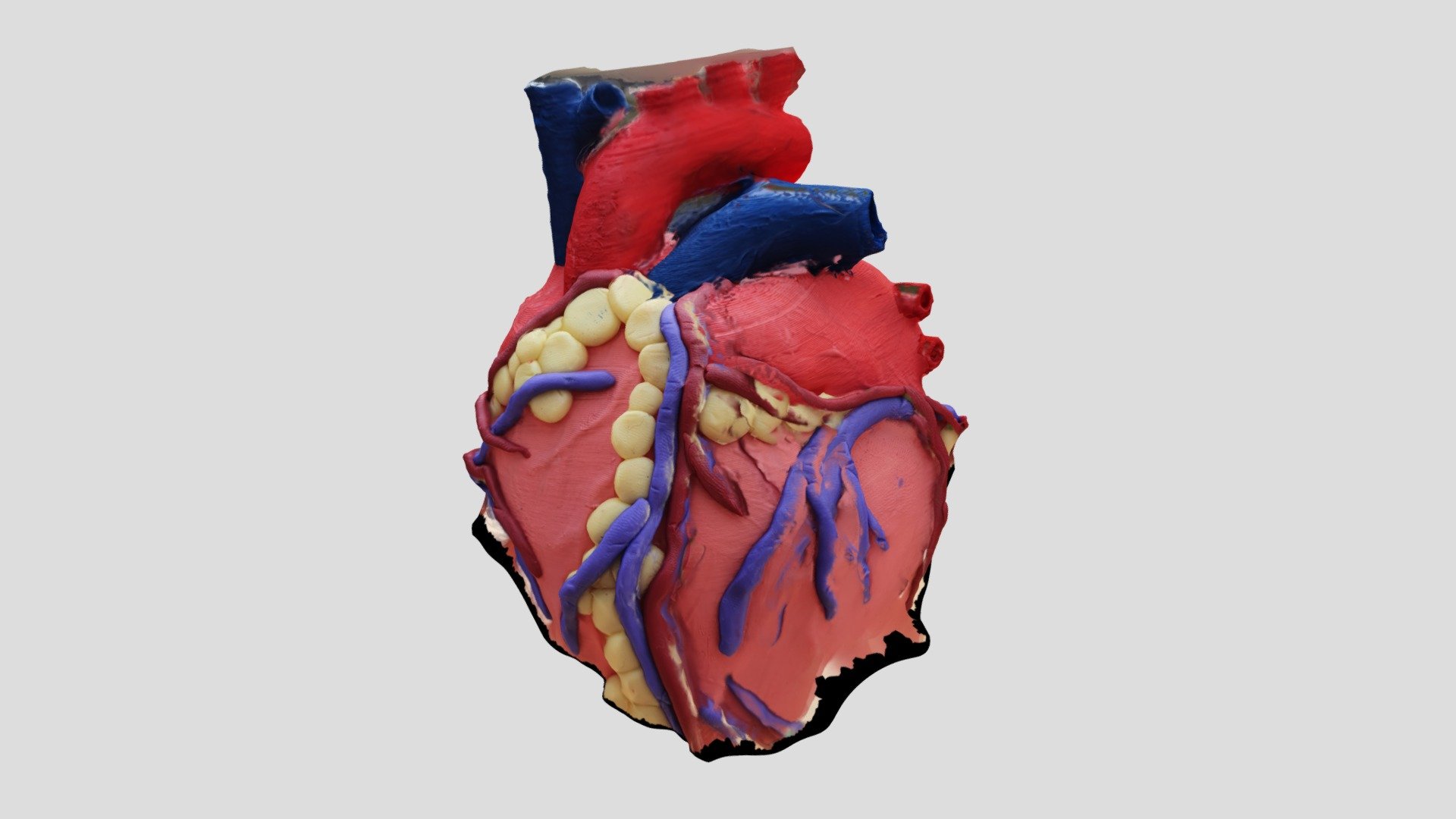Heart model - 3D model by eprb201 [ac64b3b] - Sketchfab