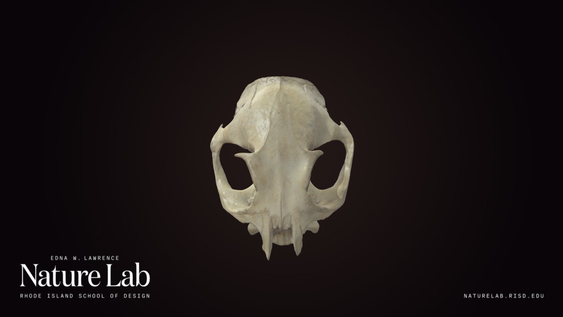 Squirrel cranium - Download Free 3D model by RISD Nature Lab ...