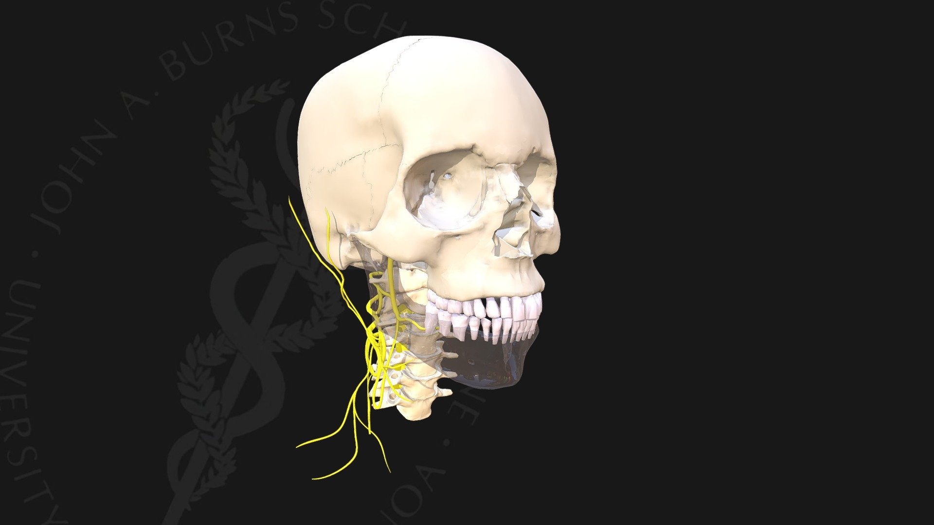 Cervical Plexus Model - duplicated version - 3D model by John A Burns ...