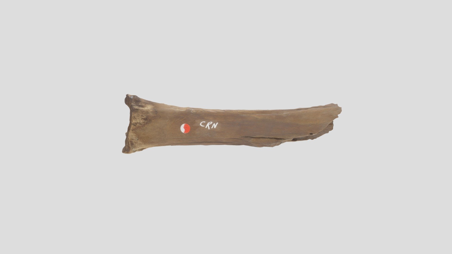 COW TIBIA 3 - Download Free 3D model by YBYW8 [ac6b6ca] - Sketchfab