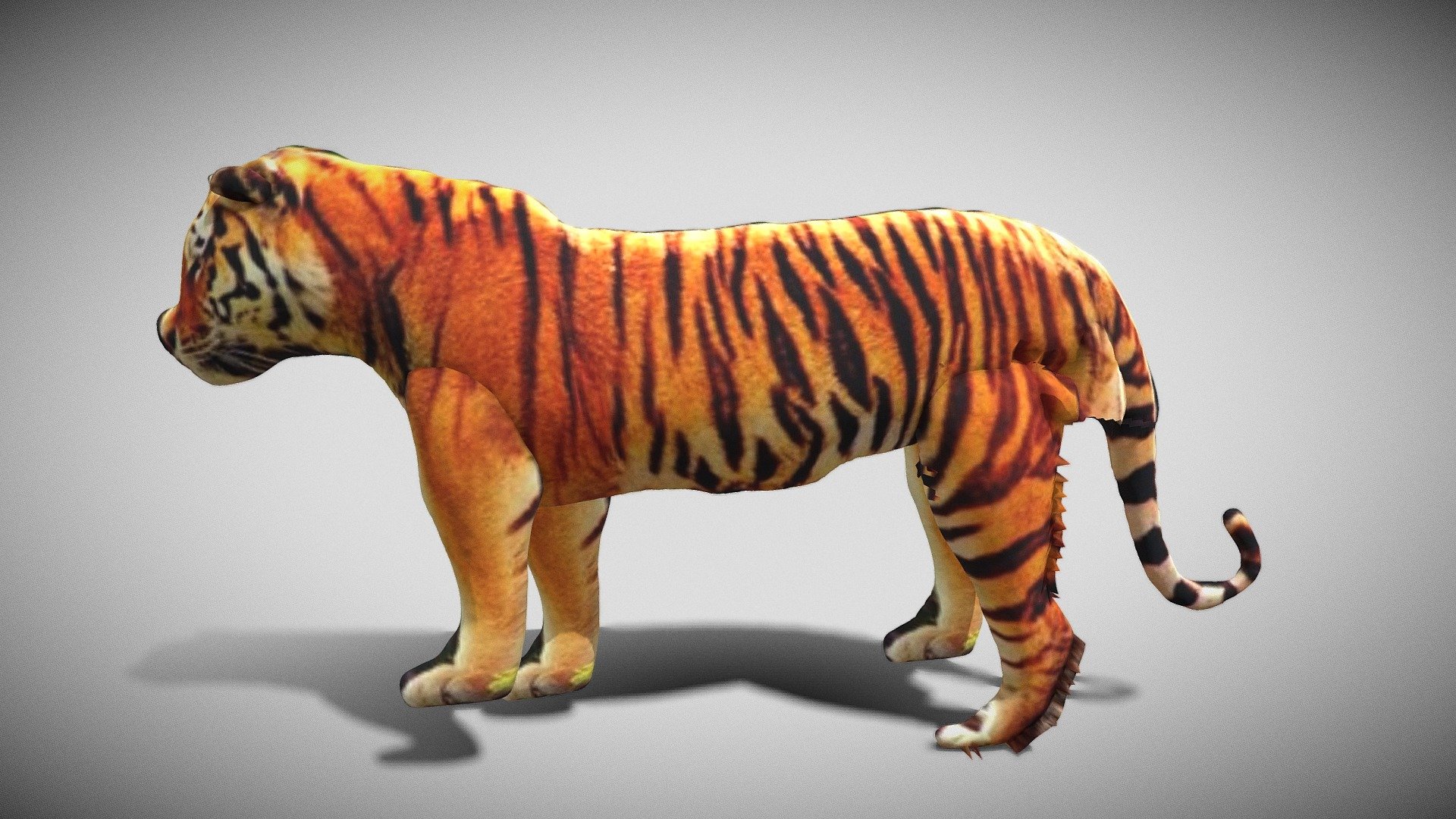 Tiger - Download Free 3D model by Computer Geek (@hqassests) [ac718cd ...