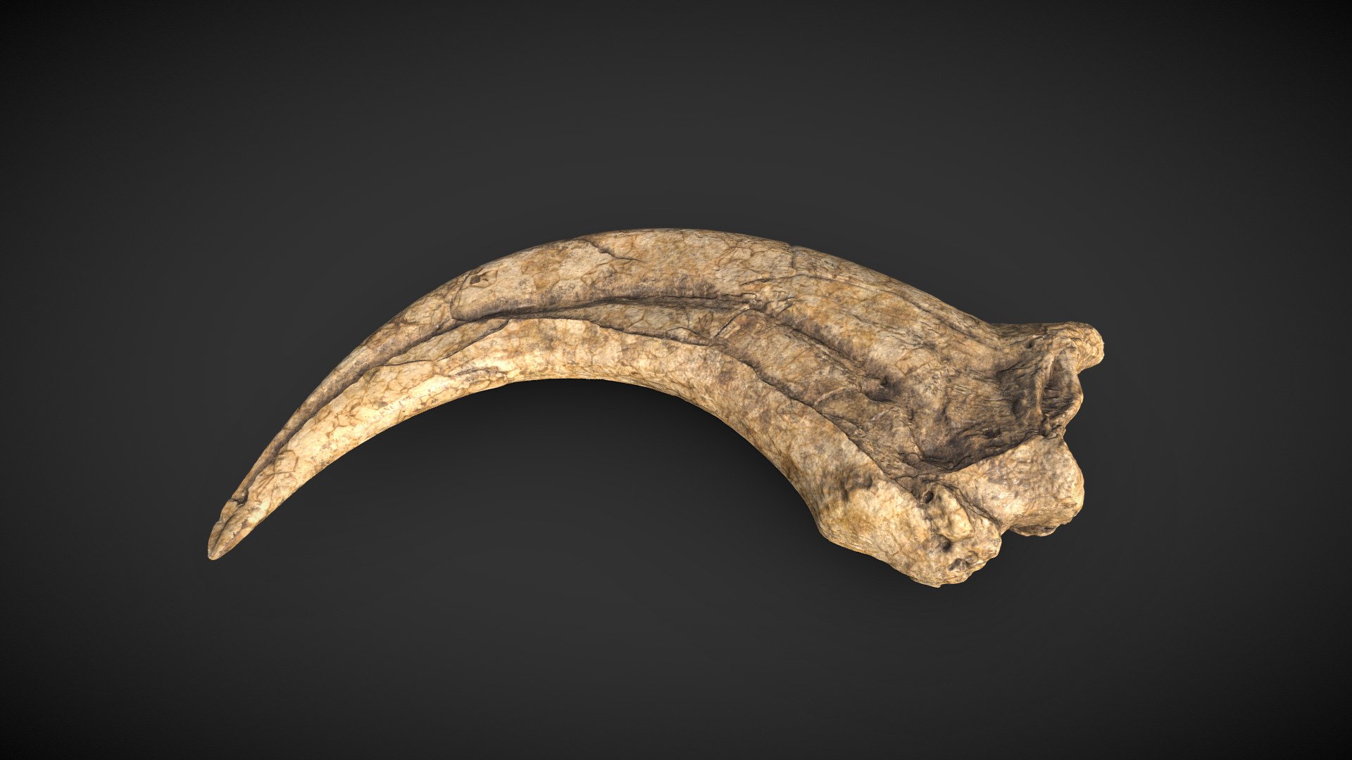 Dinosaur hand claw - 3D model by Peter Nox (@Peter.Nox) [ac72bca ...