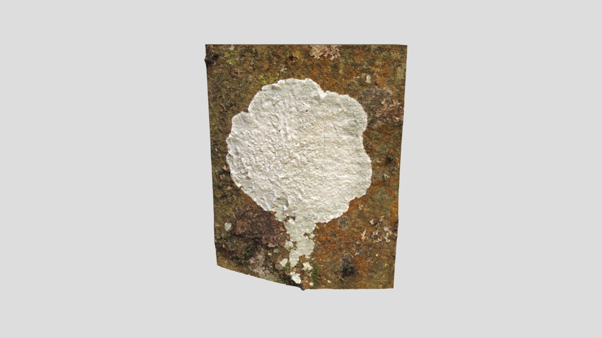Lichen - 3D model by Brek [ac772fd] - Sketchfab