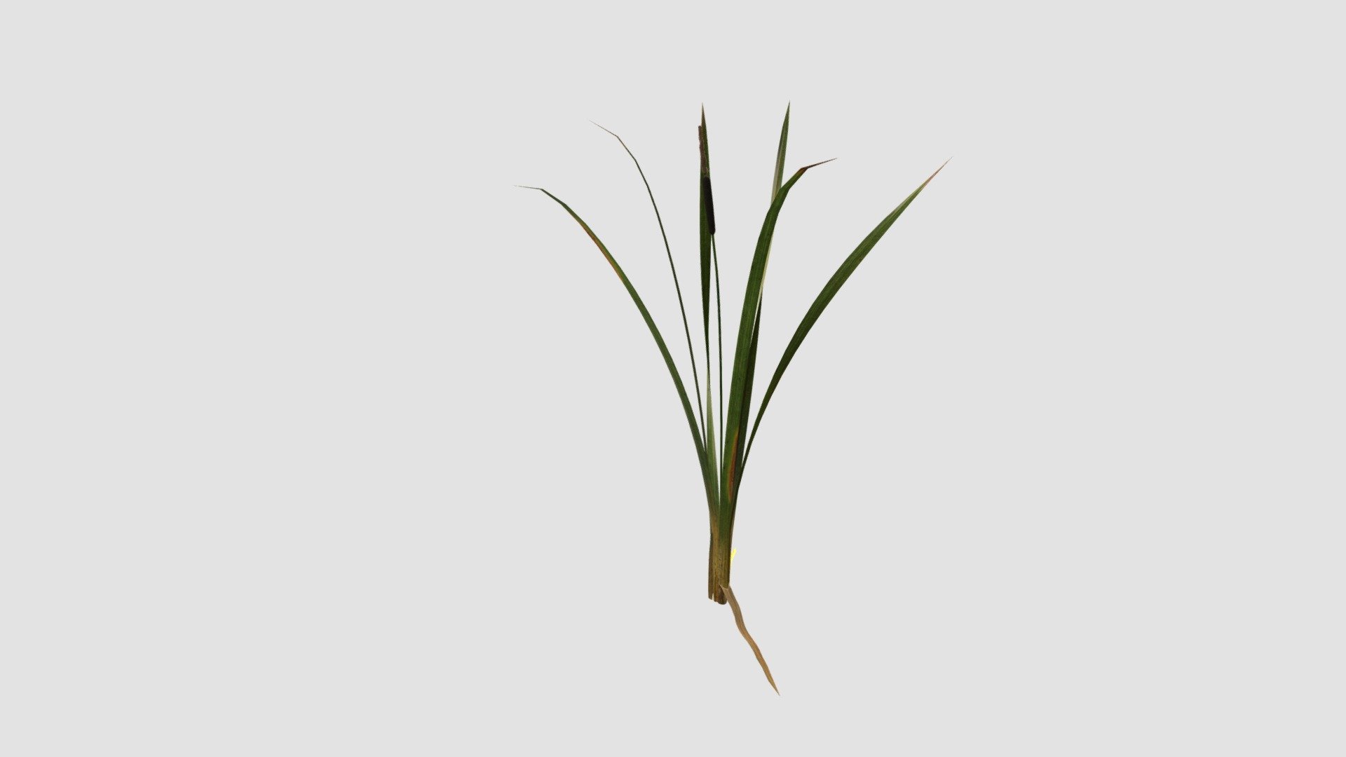 Typha latifolia - Buy Royalty Free 3D model by Evermotion [ac78453 ...