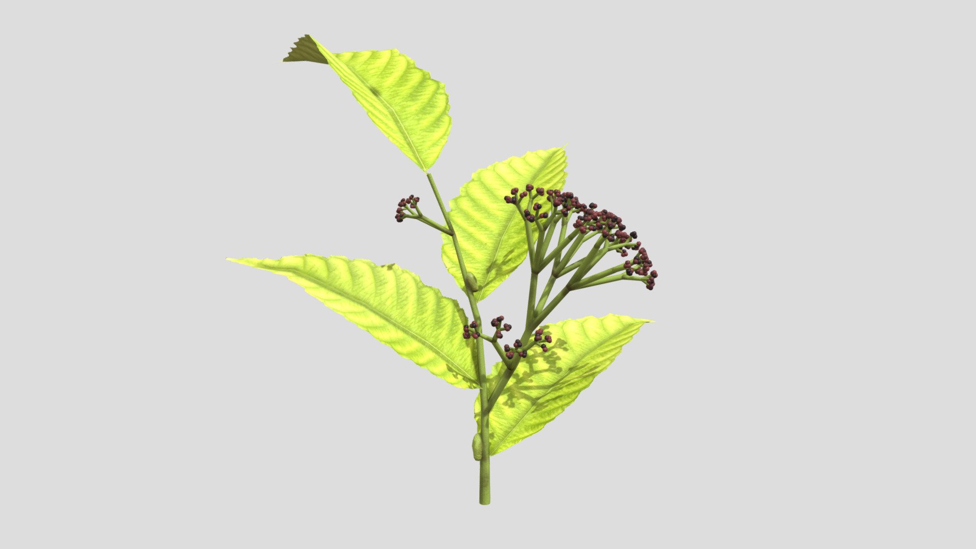 Leea Indica - 3D model by vahnessa [ac79b83] - Sketchfab