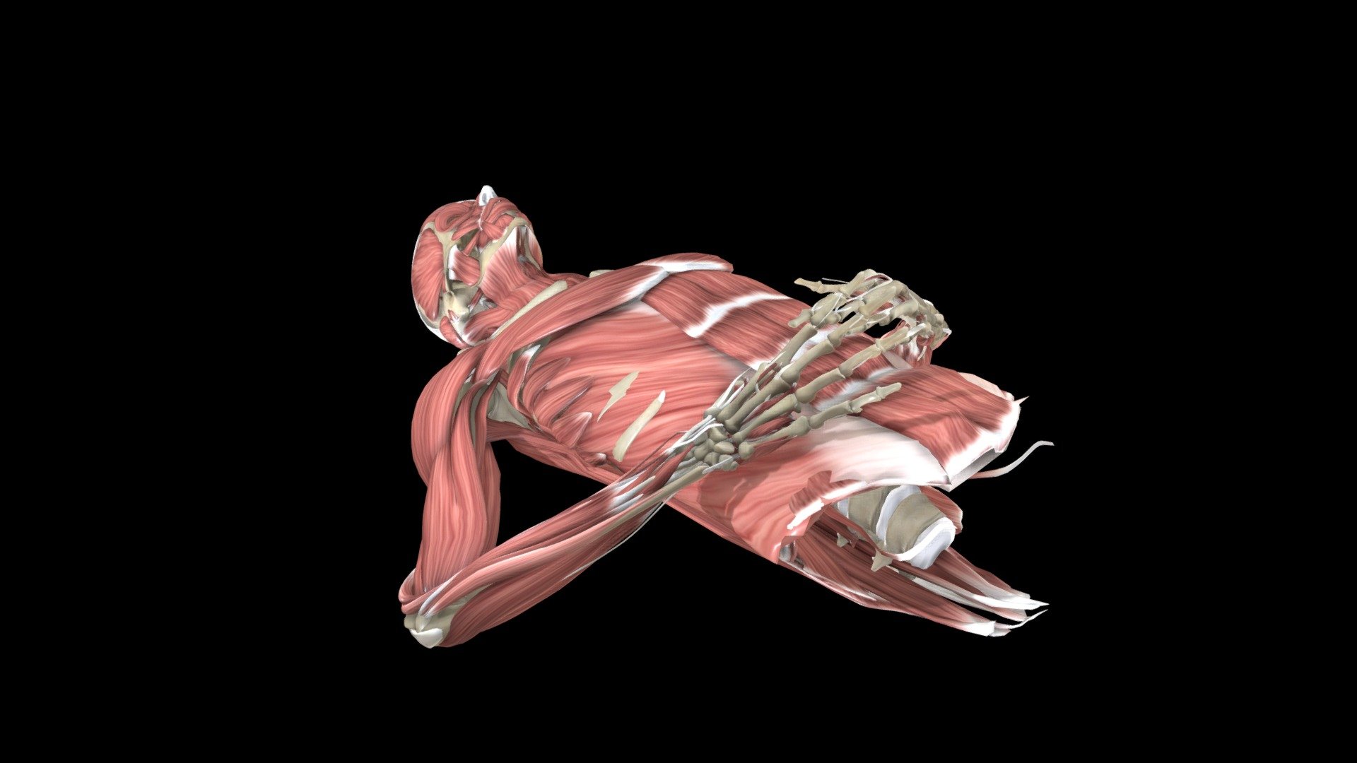 Shoulder - Instability: Relocation - Female - 3D model by Znyth ...
