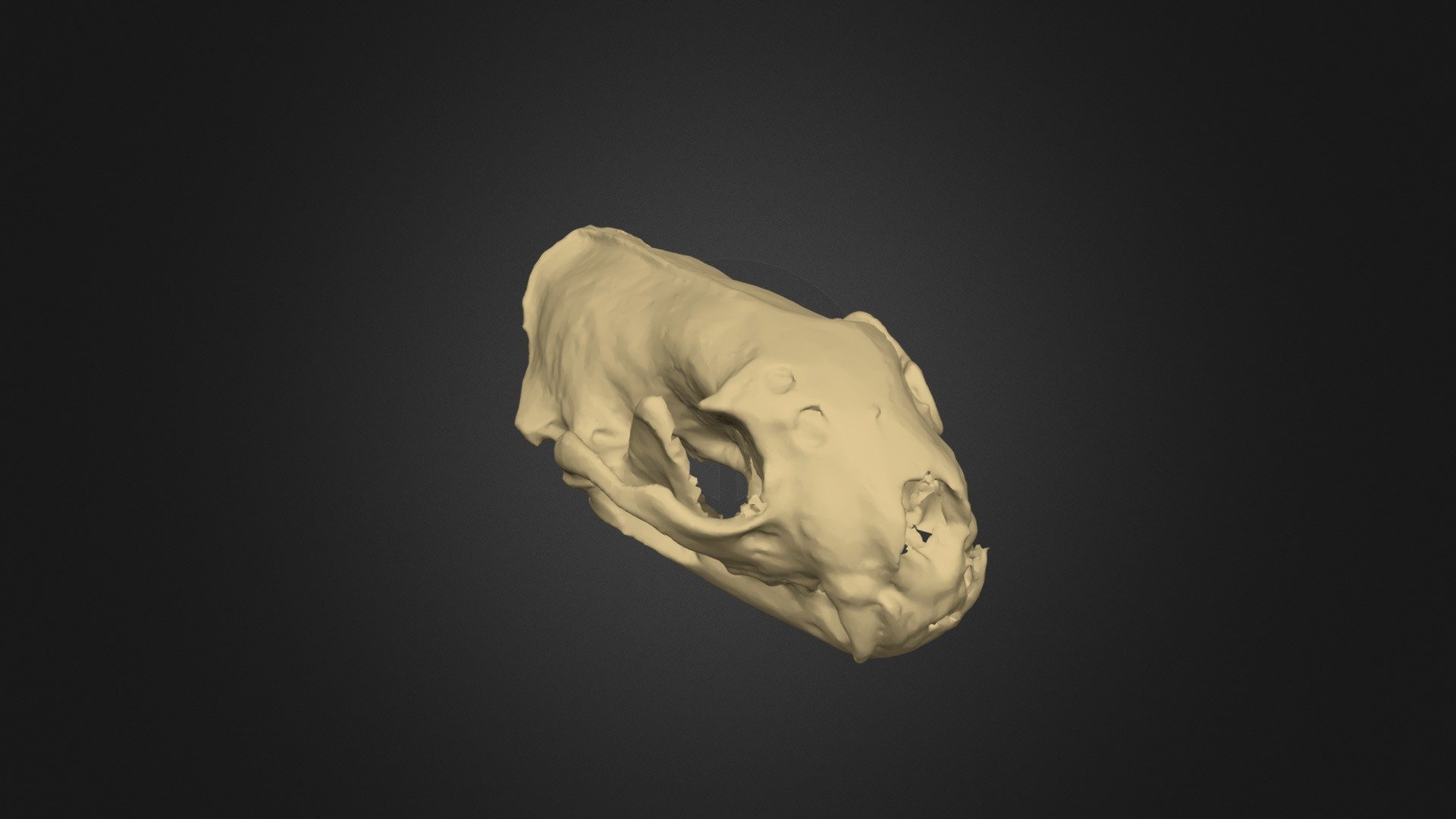 Marder skull - 3D model by 3DScan4You.de (@3dscan4you) [ac8b9c9 ...