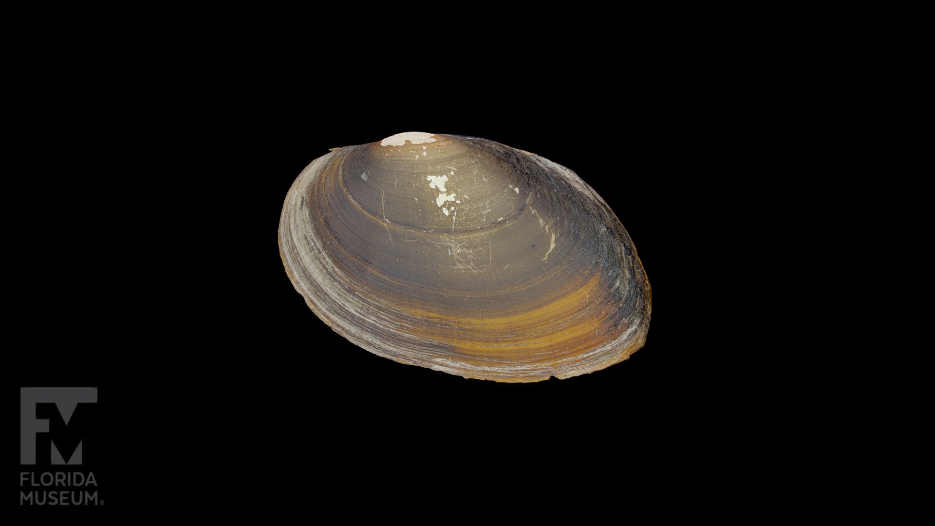 Pseudodon ellipticus - Freshwater Mussel - 3D model by FloridaMuseum ...