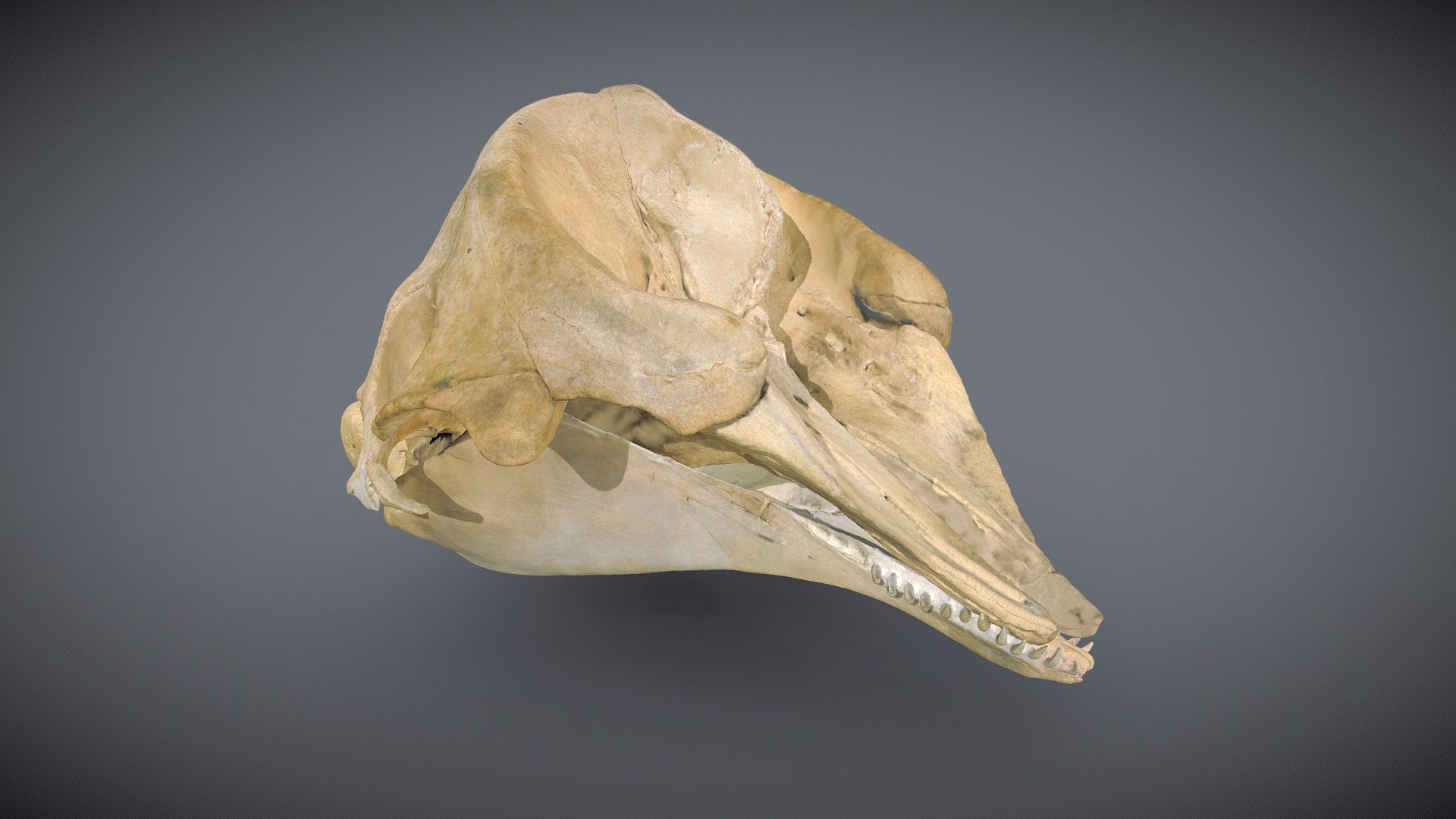 Crâne de cachalot nain - Download Free 3D model by Alienor.org, Conseil des musées (@alienor.org ...