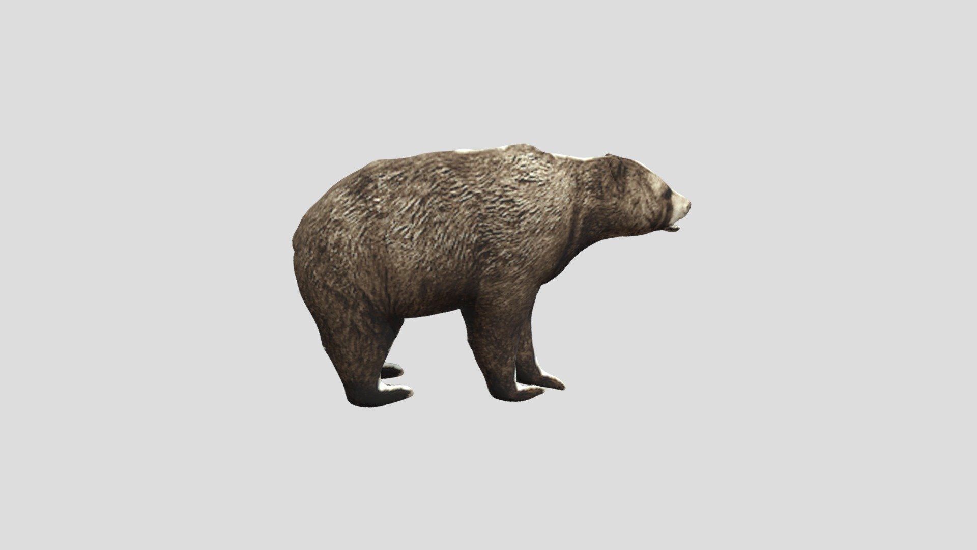 bear2 - 3D model by masakatsuito [ac99ce1] - Sketchfab