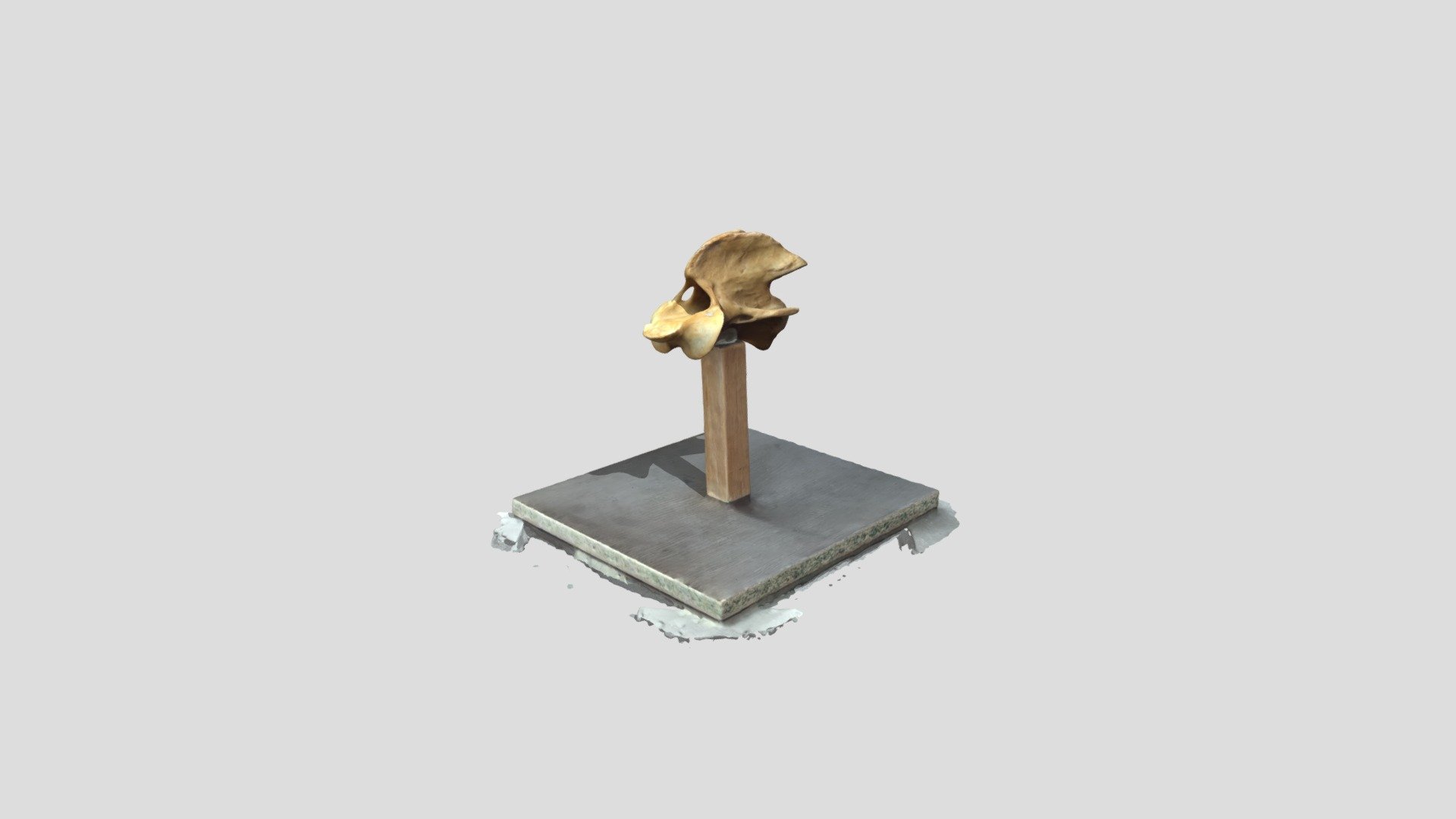 Axis - 3D model by santi.botero2004 [ac9a5ca] - Sketchfab