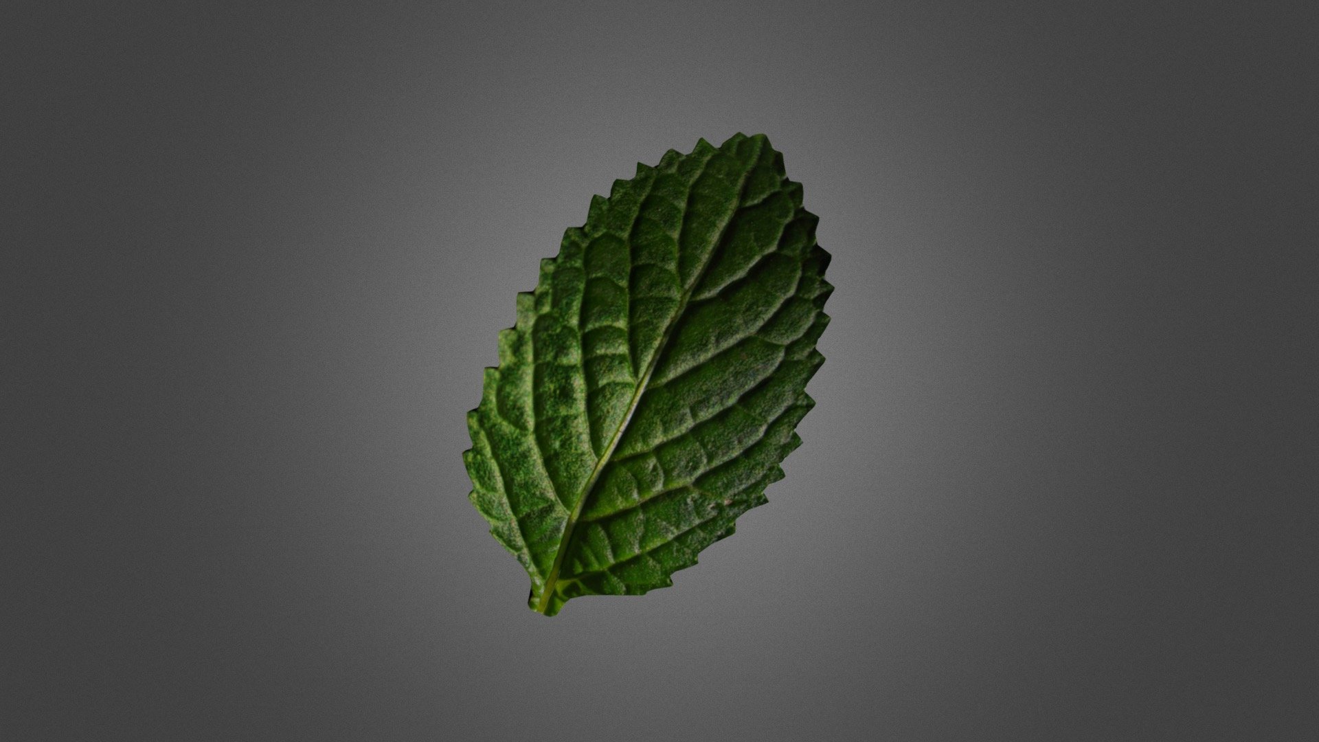 Mint - 3D model by llllline [ac9bc3b] - Sketchfab