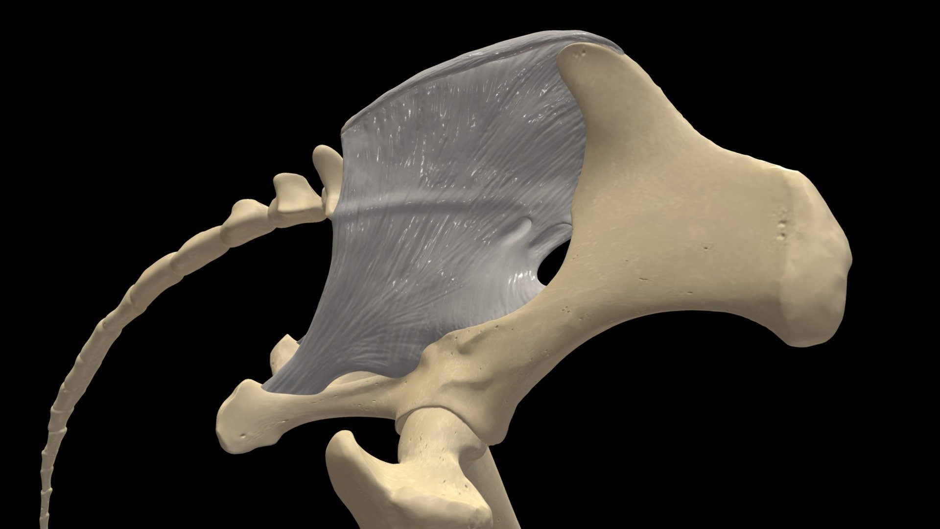 Sacroiliac Joint Horse Anatomy at Tyler Aguilar blog