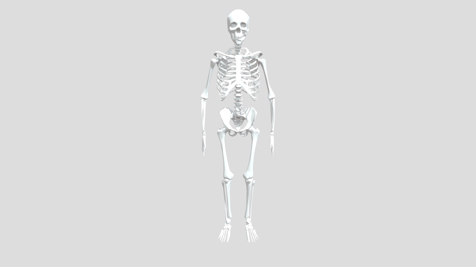 Skeleton - 3D model by basmala2006578 [aca5294] - Sketchfab