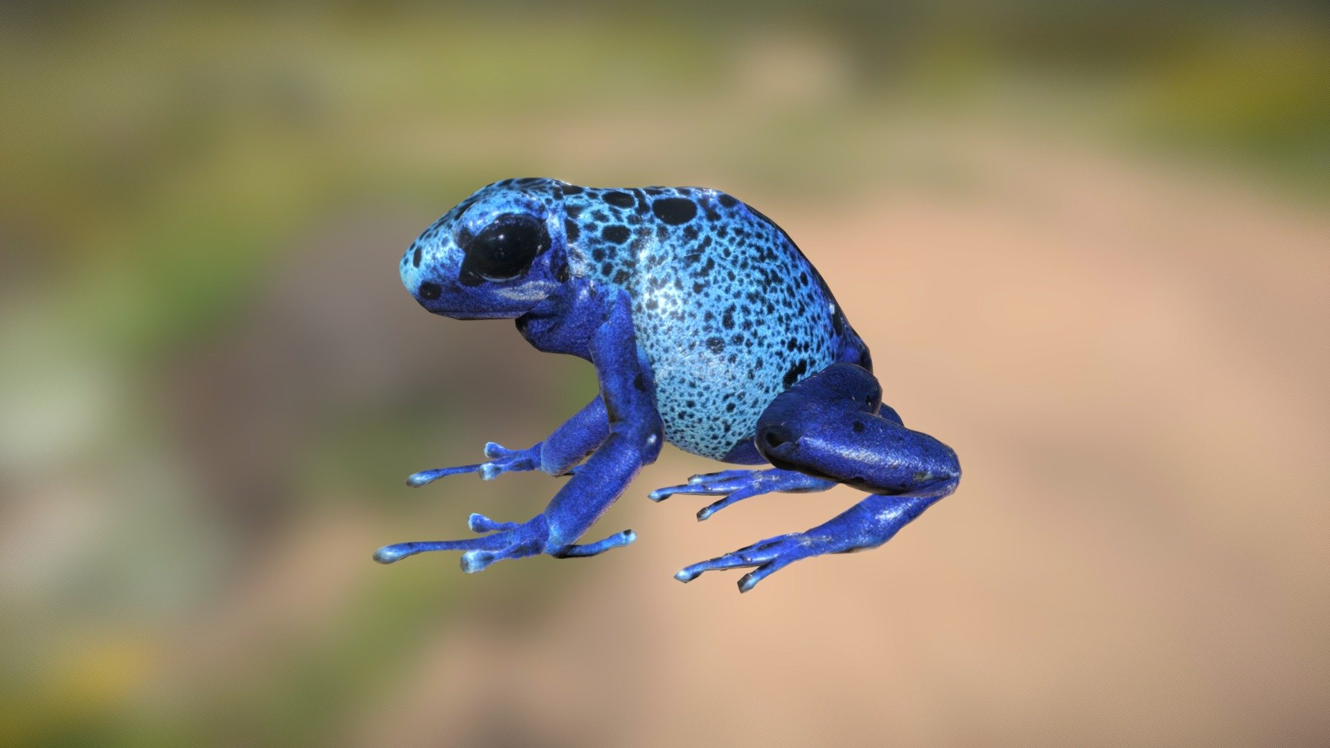 Dendrobates Azureus (Smoothie-3D upload) - Download Free 3D model by ...