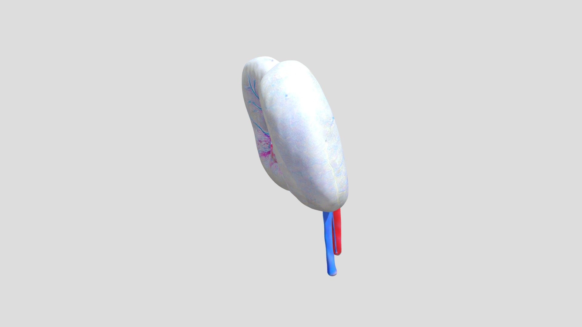 Human kidneys for Medical Education - 3D model by parvin8borhan ...