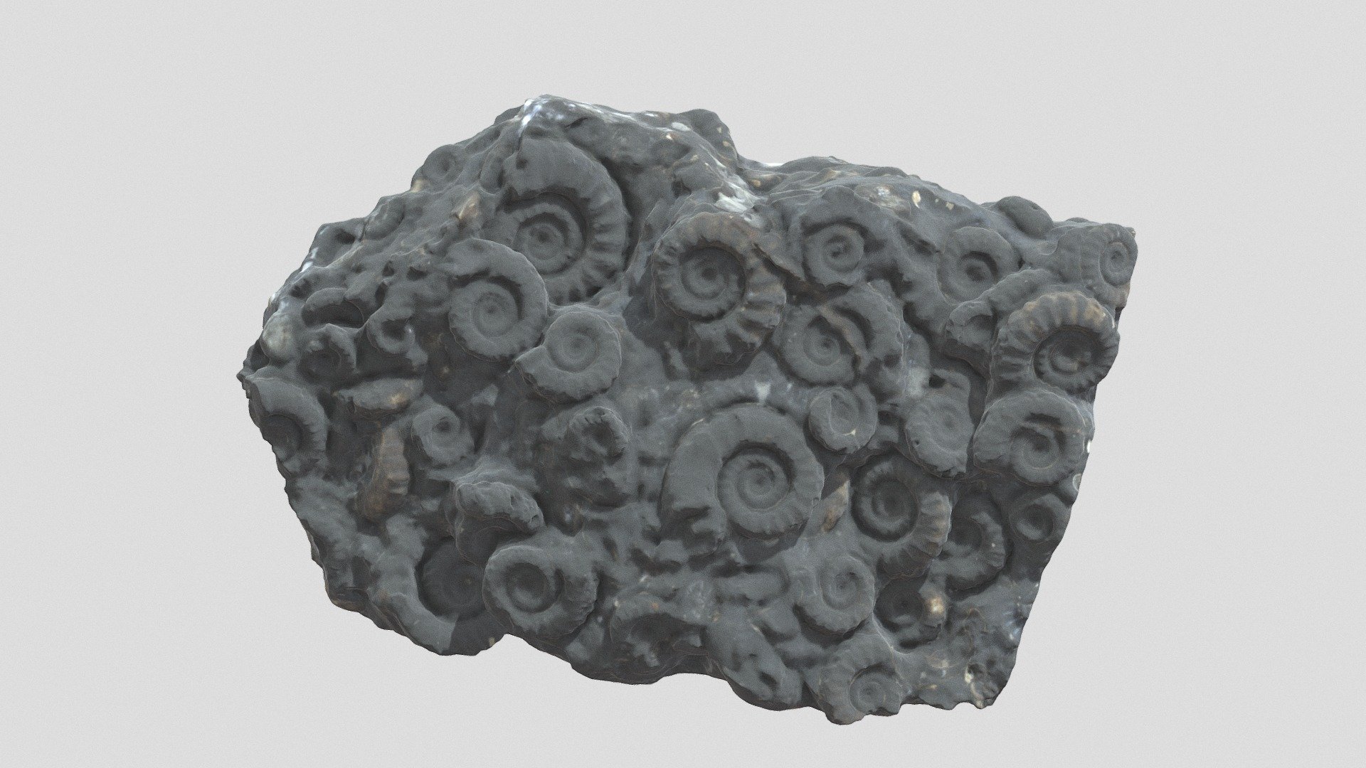 Letto ad ammoniti (Promicroceras - Xipheroceras) - Download Free 3D ...