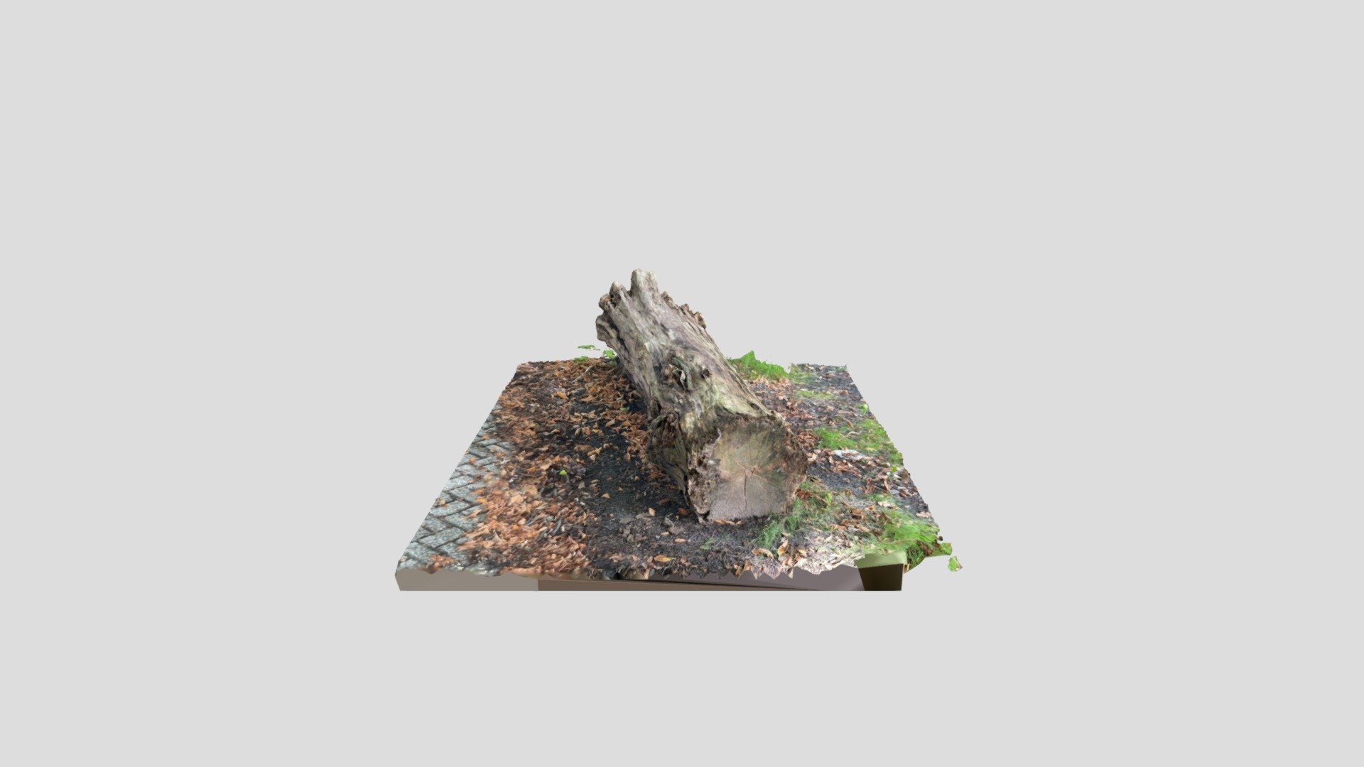 Tree Bark 3D Scan - Download Free 3D model by Ikesis [acae9ff] - Sketchfab