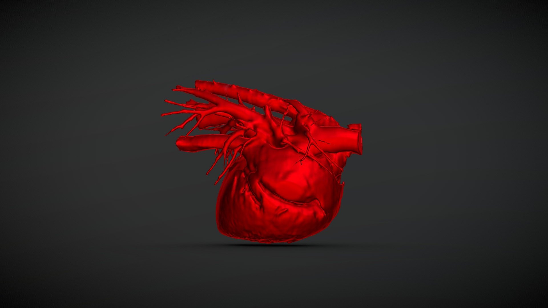Normal Canine Heart - Download Free 3D model by atugman [acb173c ...