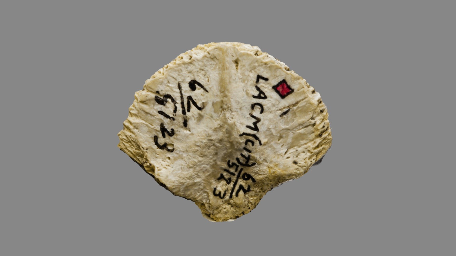 Fossil Holotype Pond Turtle - 3D model by Natural History Museum of Los ...
