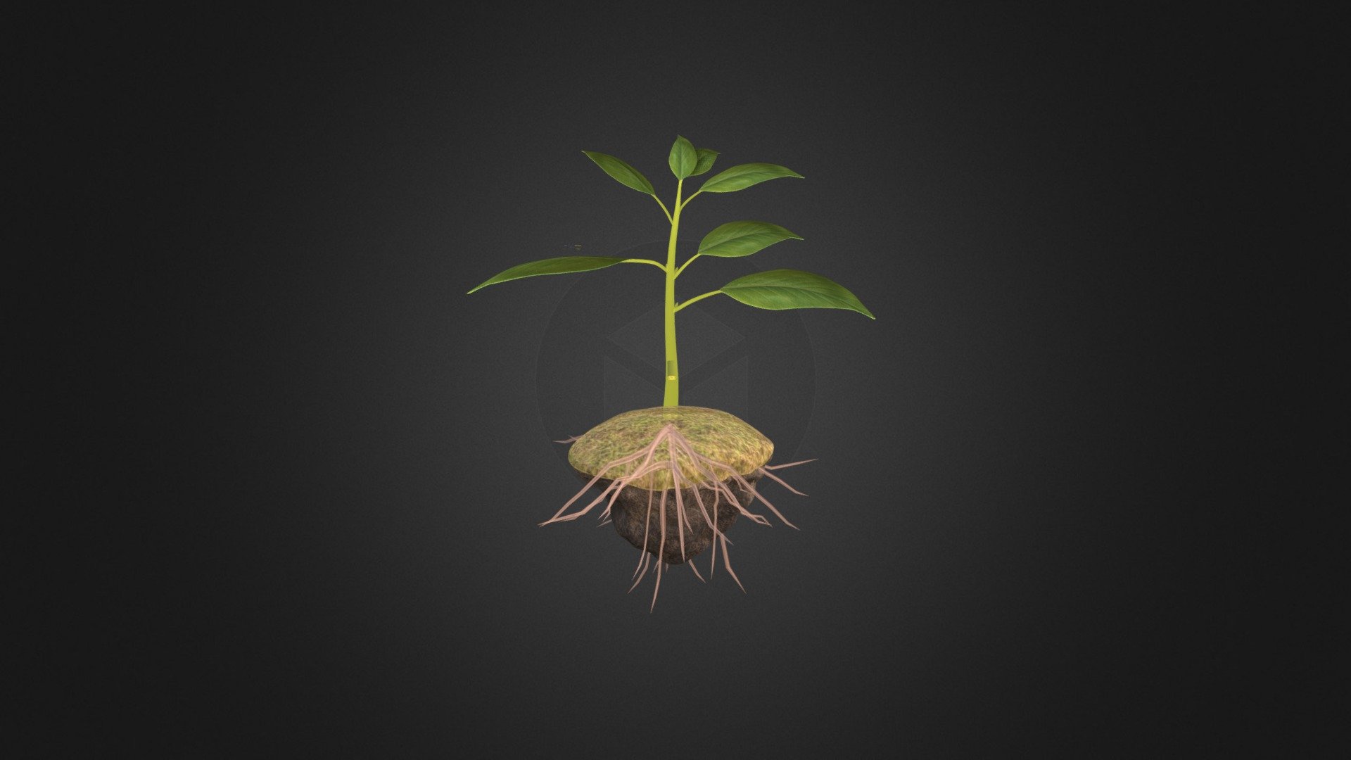How To Make 3d Model Of Photosynthesis - Design Talk