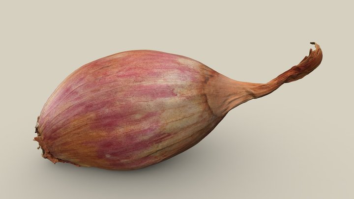 Shallot 3D models - Sketchfab