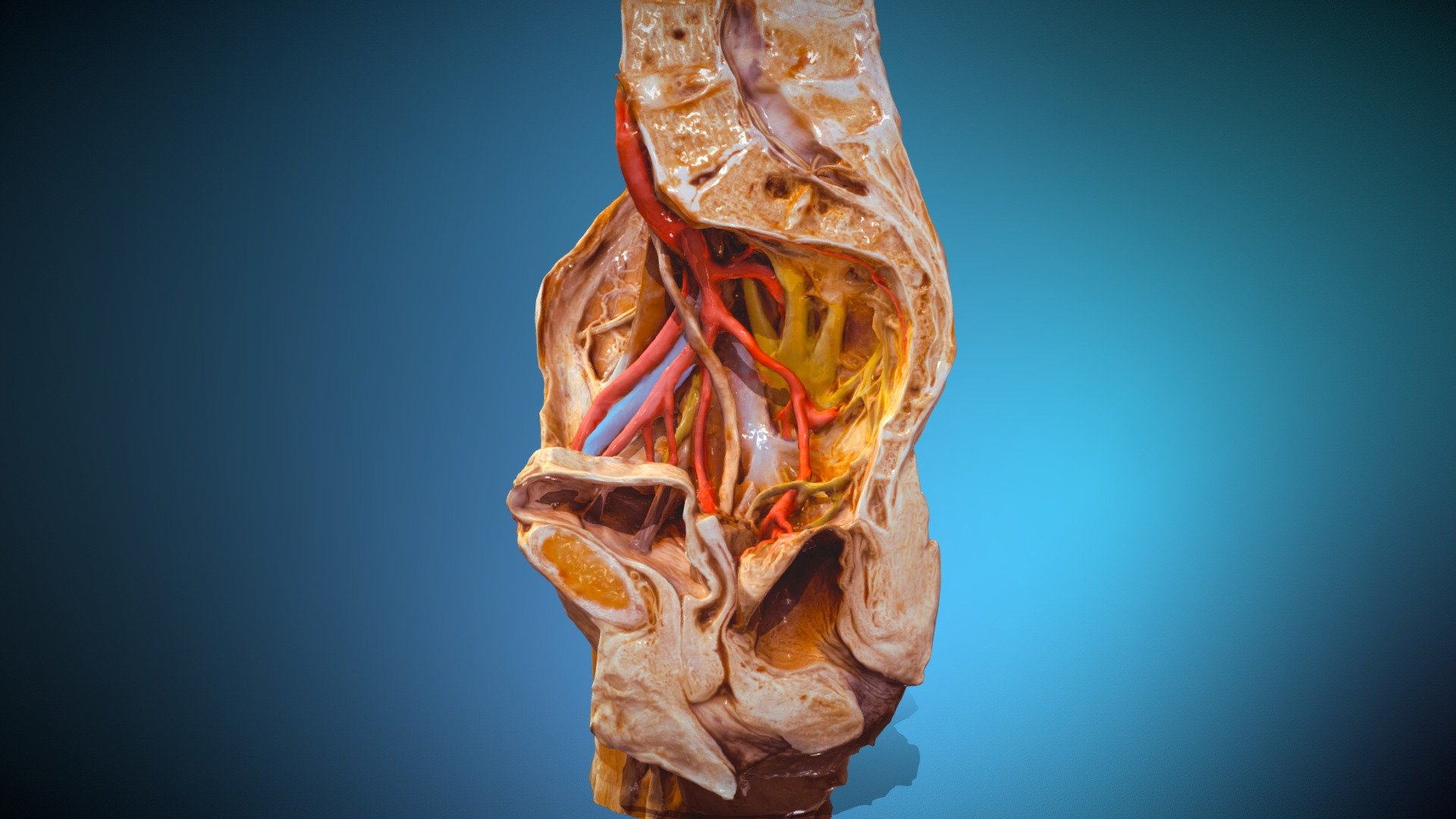 Cadaveric female pelvic sidewall - 3D model by jordanfletcher [acbe6e7 ...