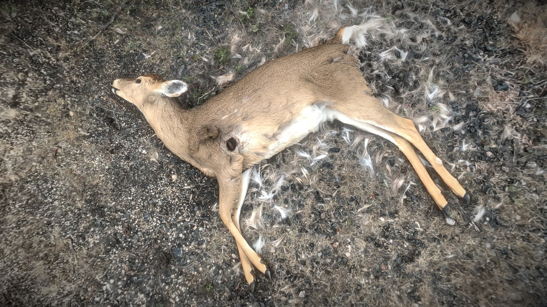 Raw scan of white-tailed deer carcass - Download Free 3D model by The ...