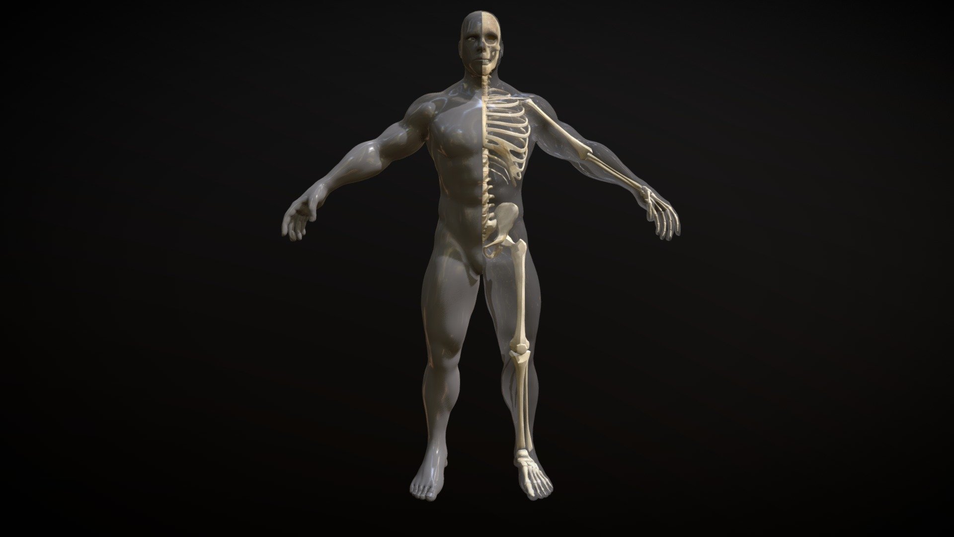 Male Skeleton With Skin - 3D model by dcbittorf [acc5c24] - Sketchfab
