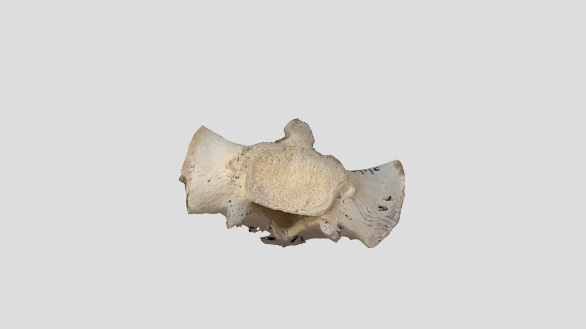 Sacrum ( Ala and ventral surface) - 3D model by prajjawalit [acd4bb6 ...