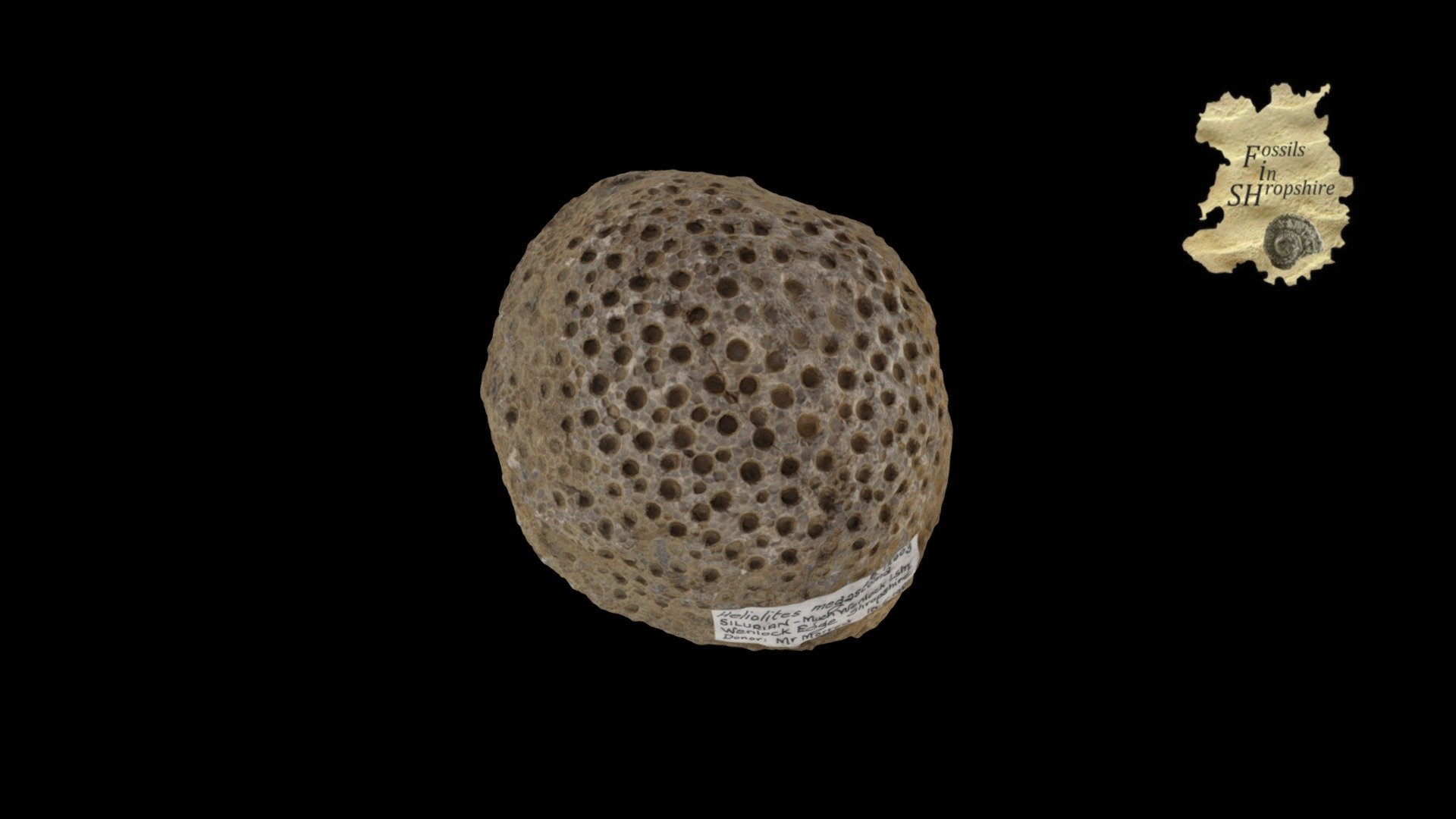 Coral - Heliolites - Download Free 3D model by Fossils in Shropshire ...
