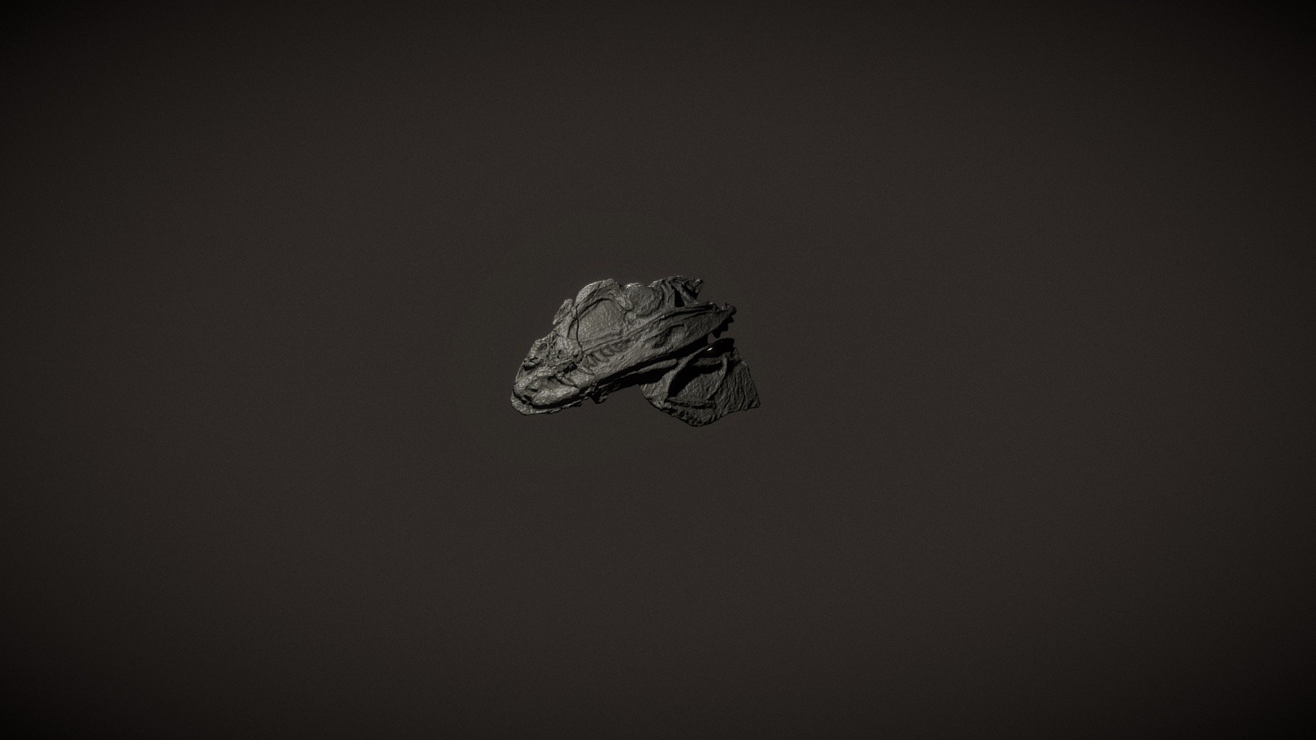 The dino formerly know as Syntarsus kayentakatae - Download Free 3D ...