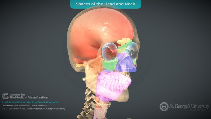 Larynx 3D models - Sketchfab