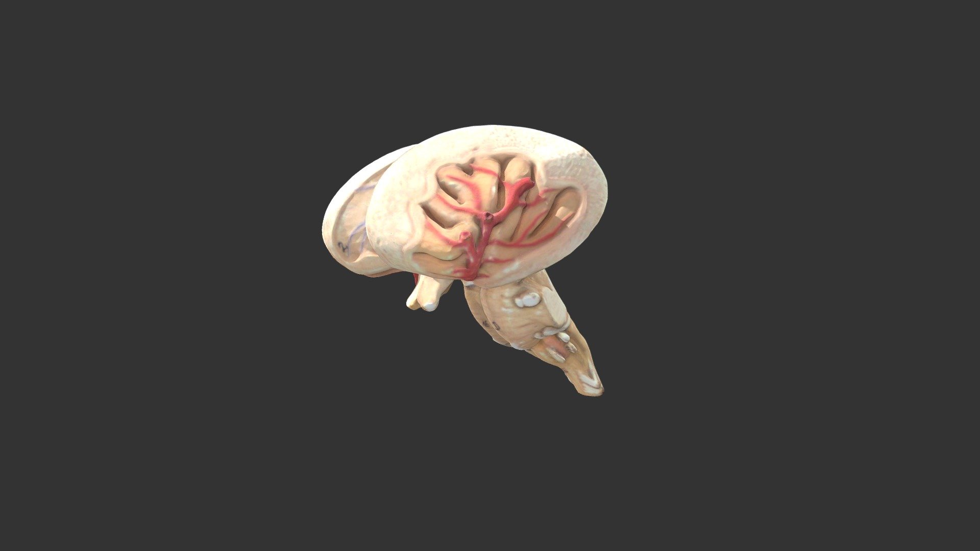 brainstem - 3D model by 輔仁大學 [ace658d] - Sketchfab