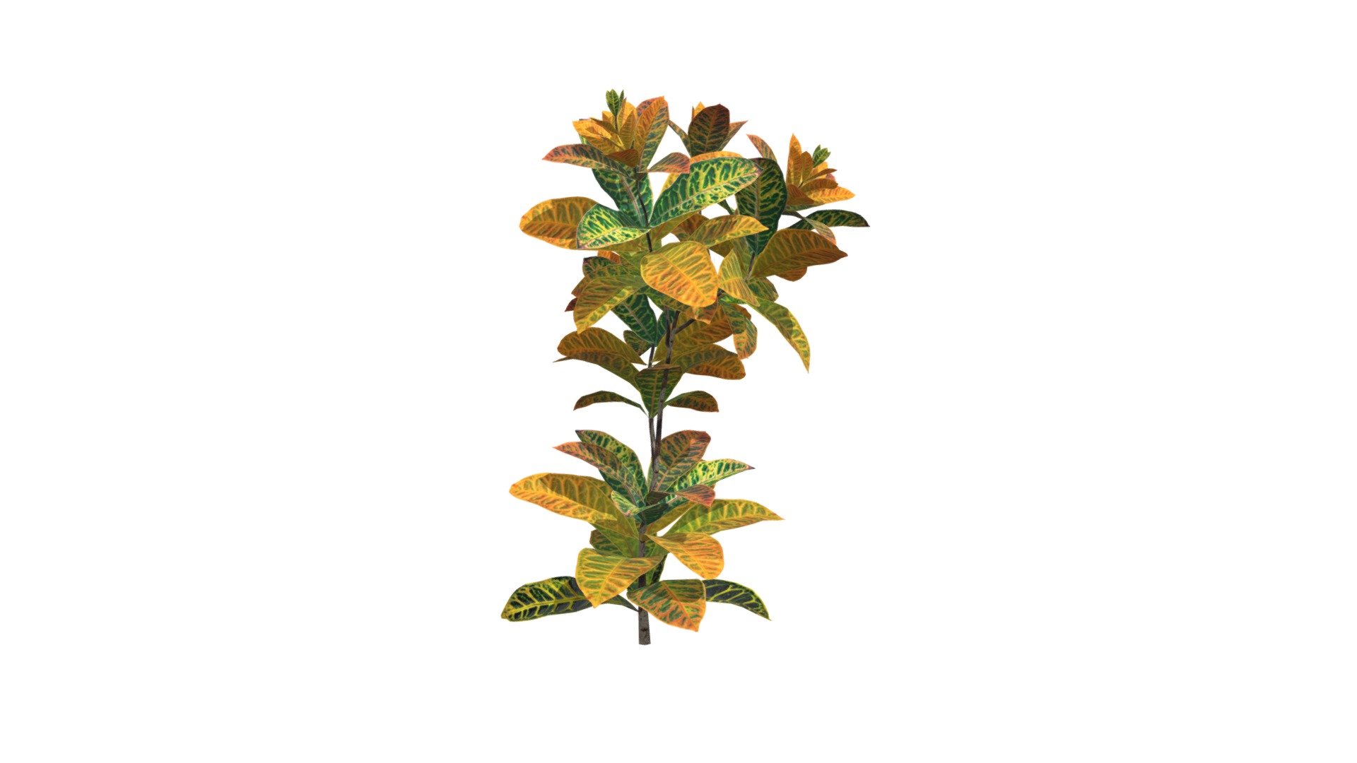 Codiaeum Variegatum croton super california - Buy Royalty Free 3D model ...