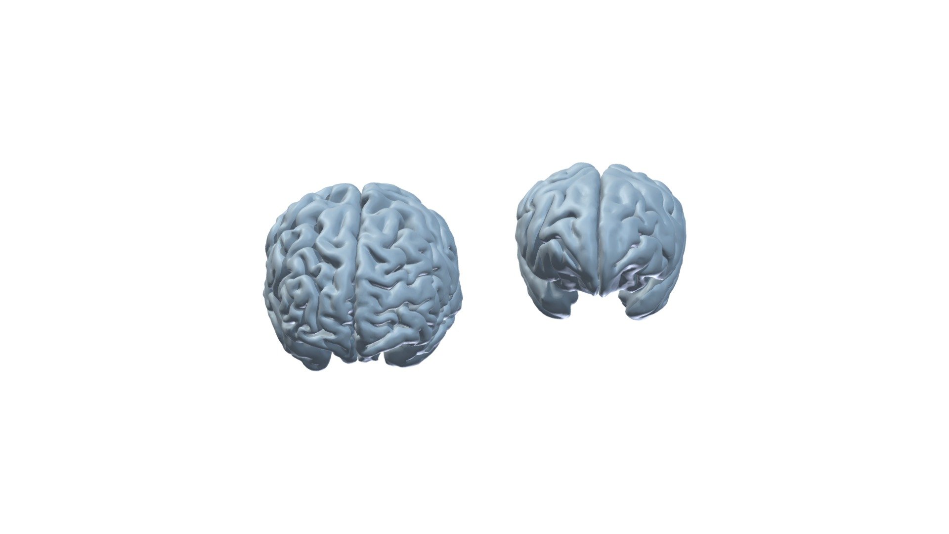 Comparative Brain Anatomy - Chimpanzee & Human - Download Free 3D model ...
