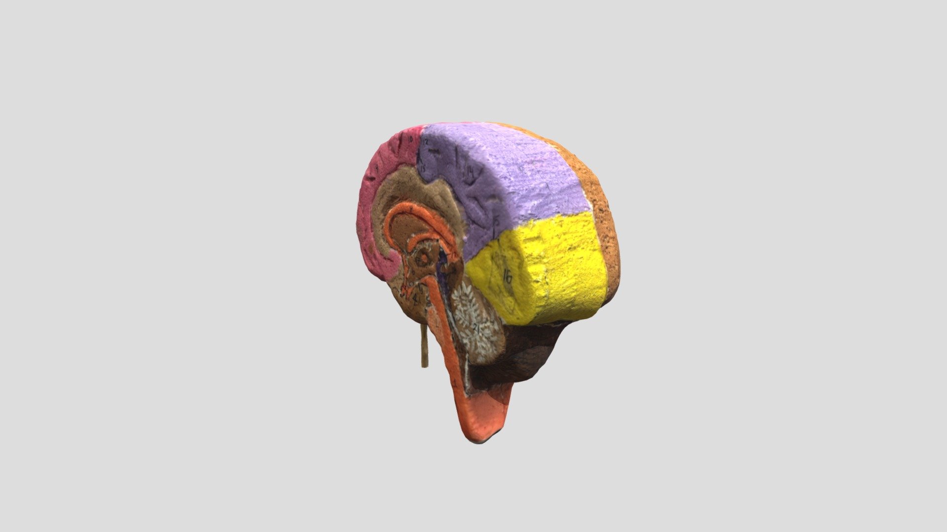 Brain Anatomy Model - 3D model by bcxrlab [acf2128] - Sketchfab