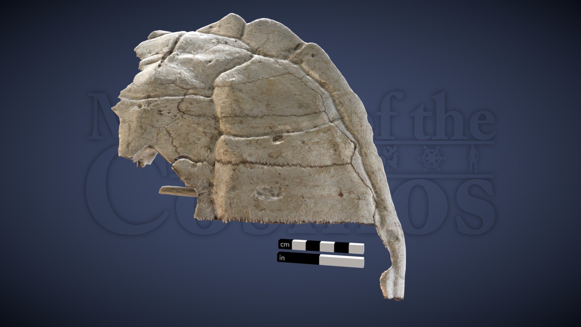 Common Snapping Turtle, partial carapace - 3D model by ...